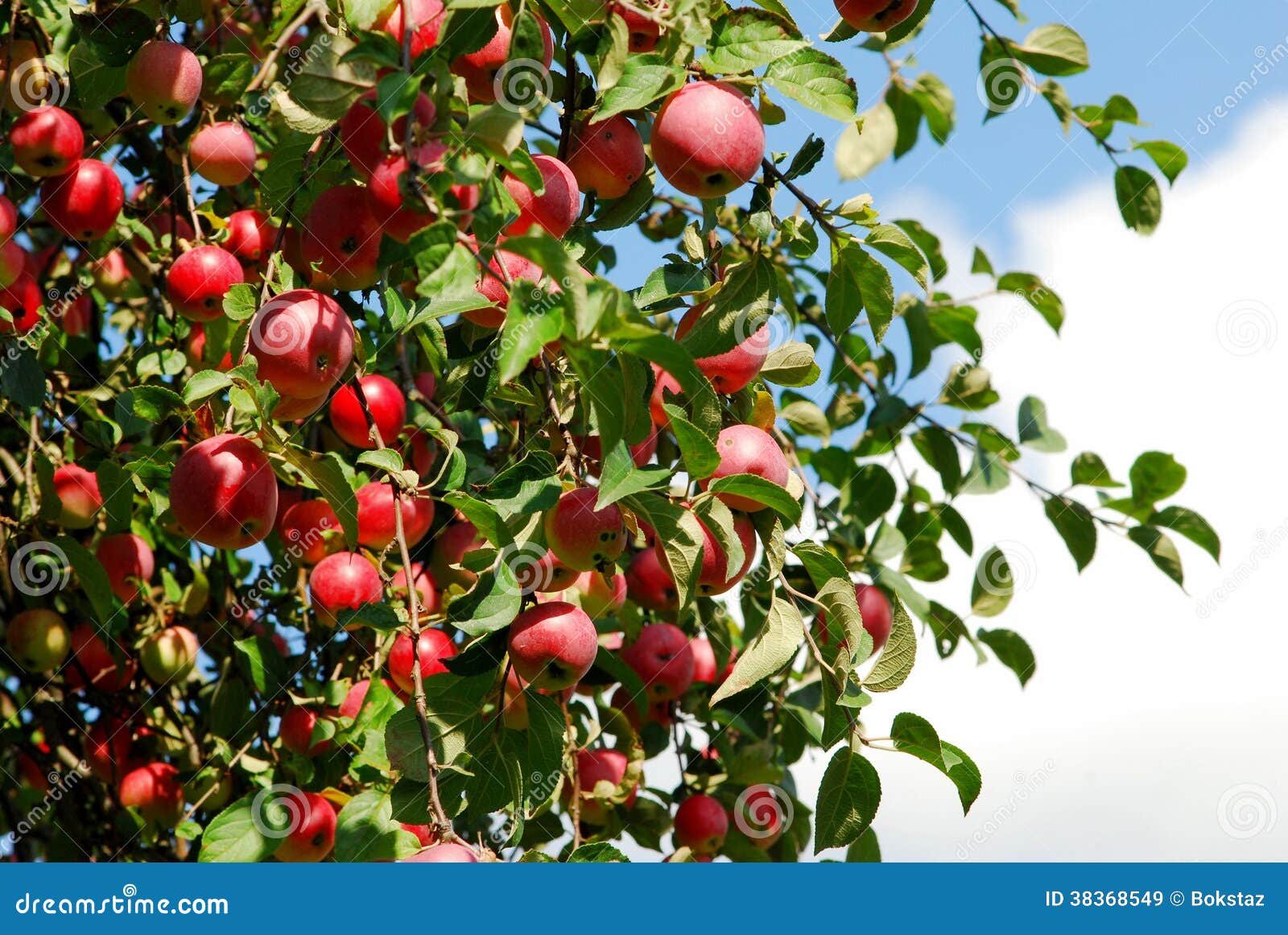 Juicy Colorful Apples on the Tree Stock Image - Image of garden ...