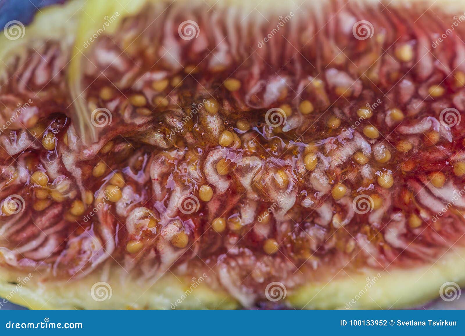 Delicous blue fig close up stock photo. Image of seeds - 100133952