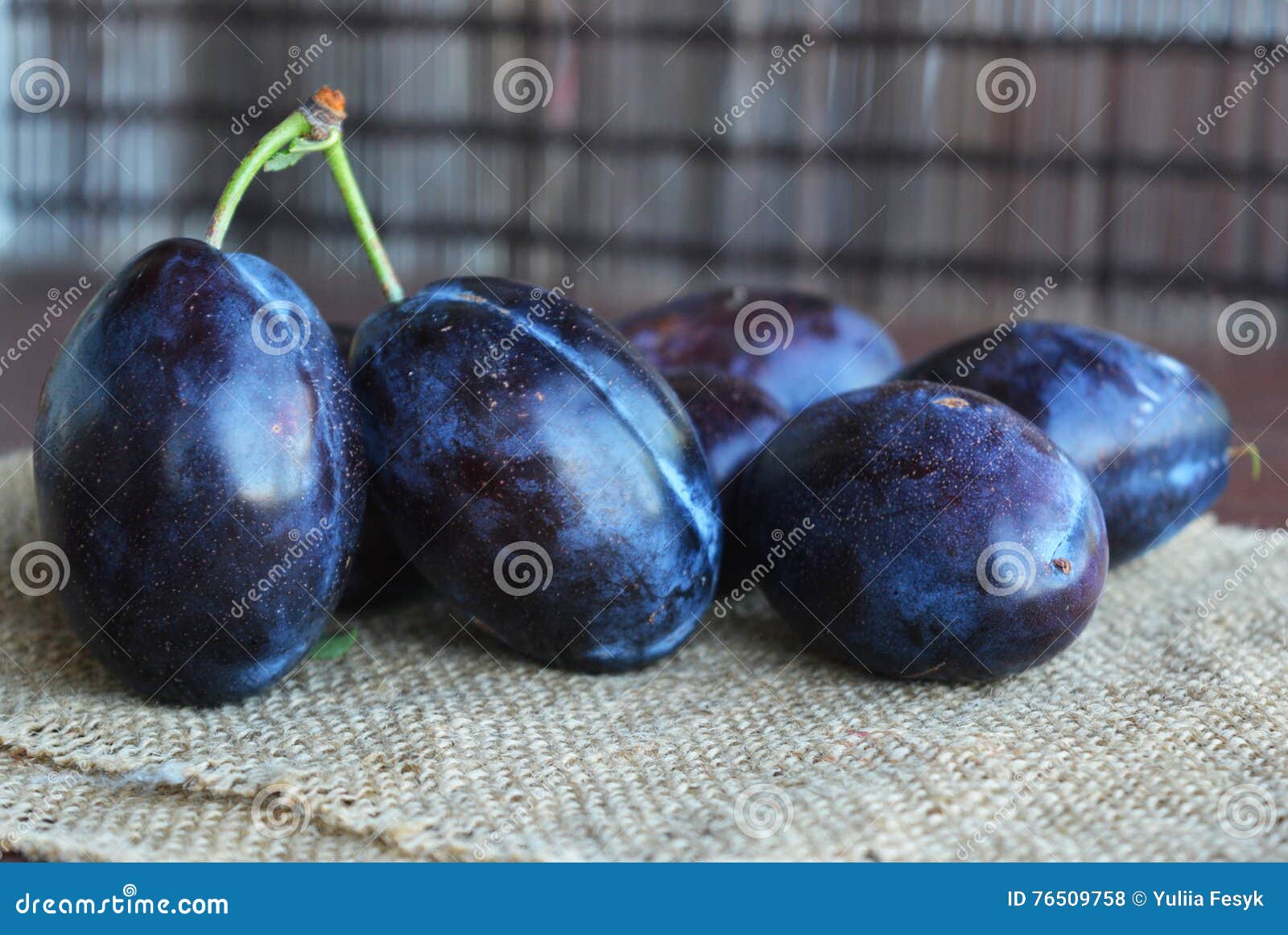 Juicy Dark Blu Plums Fruits in Hands. Stock Photo - Image of nature ...