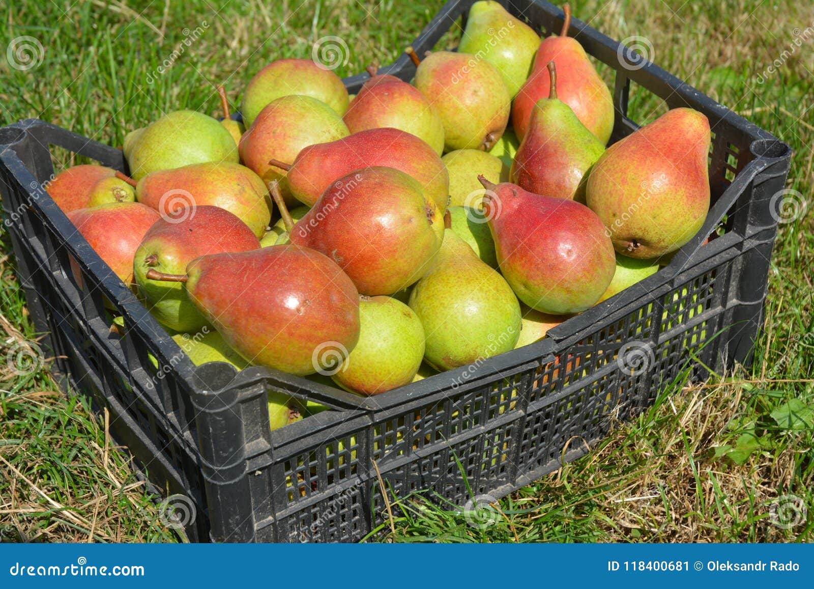 Juicy fresh pears harvest. stock image. Image of gardening - 118400681