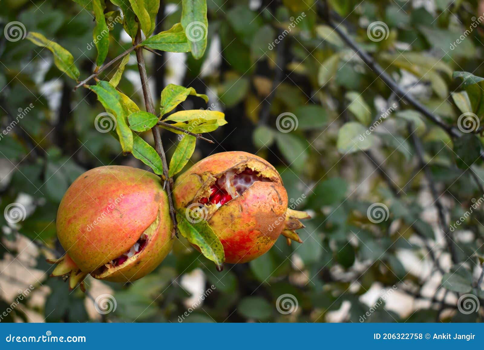 Juicy Fresh Splitted or Cracked Pomegranates on Tree Stock Photo ...