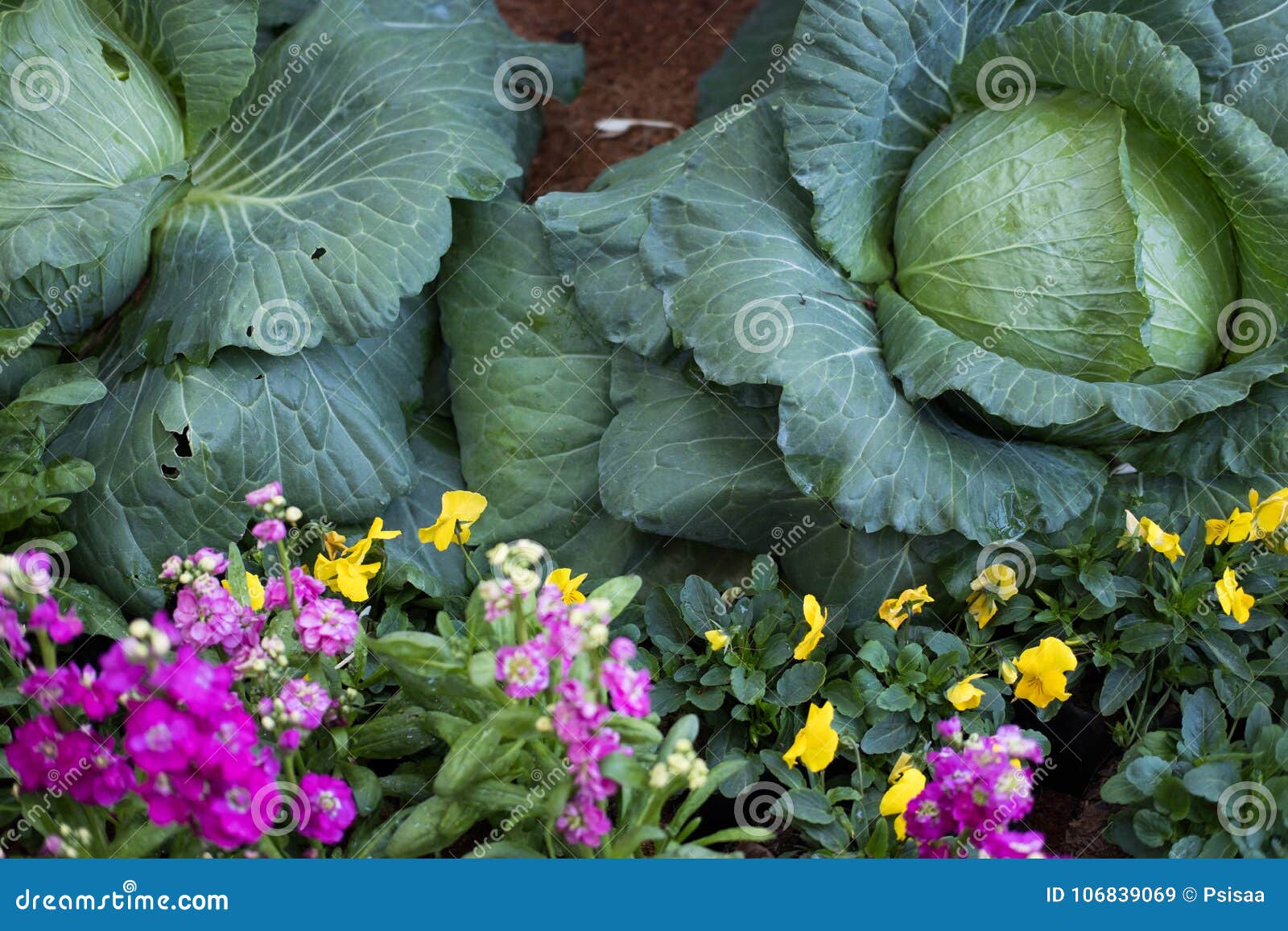 Fresh Sweet Cabbage Growing in Vegetable Garden Stock Image - Image of ...