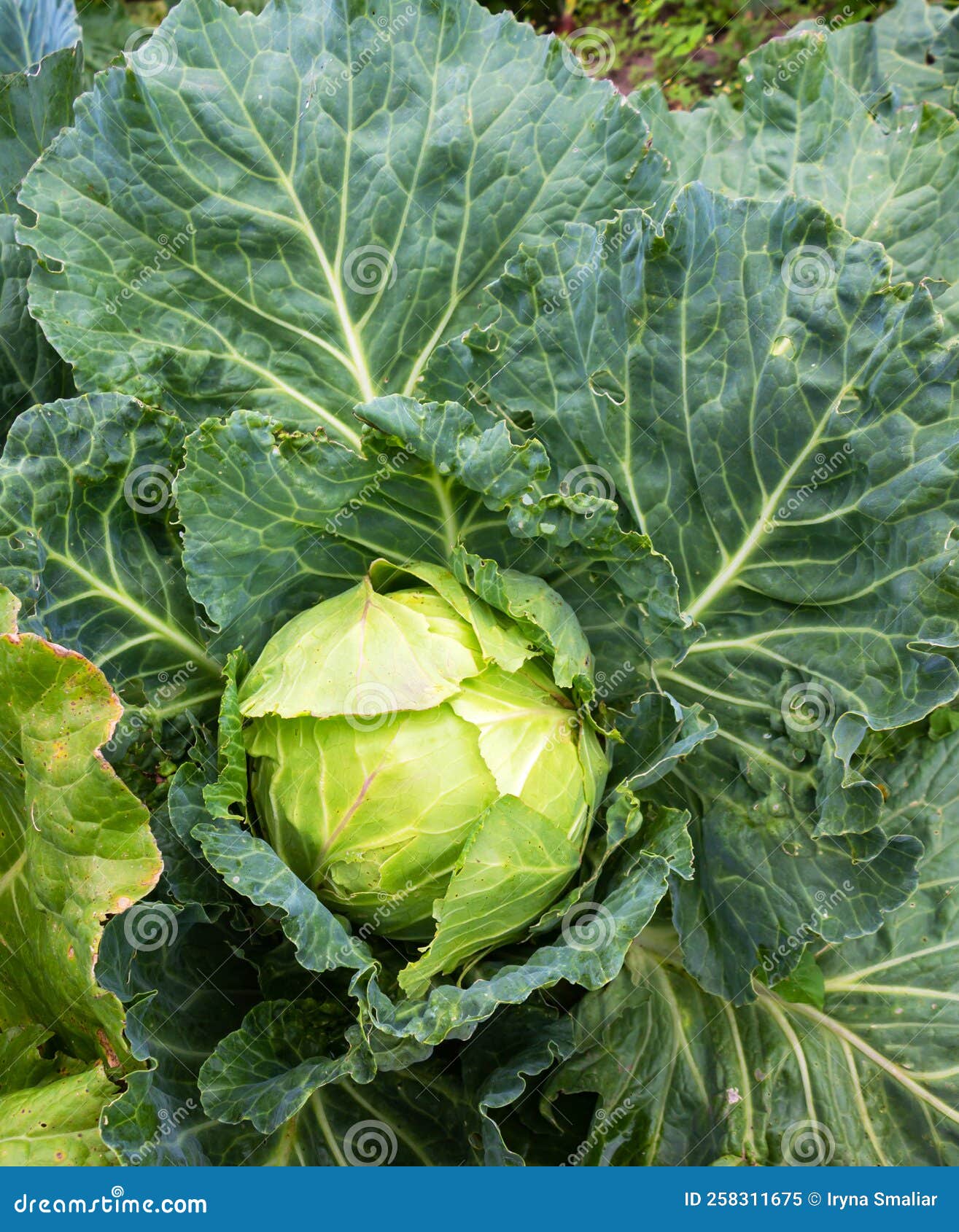 Juicy Fresh White Cabbage after Rain in the Vegetable Garden Stock Image - Image of drop, juicy ...