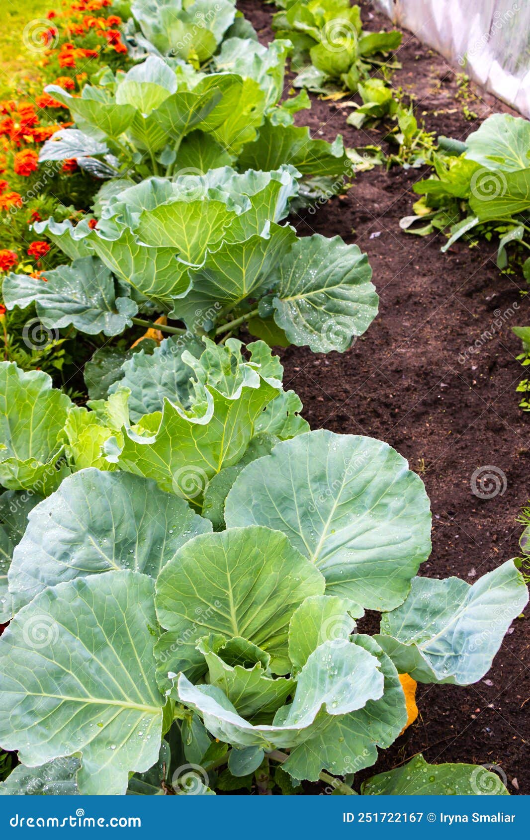Juicy Fresh White Cabbage after Rain Stock Image - Image of drop ...