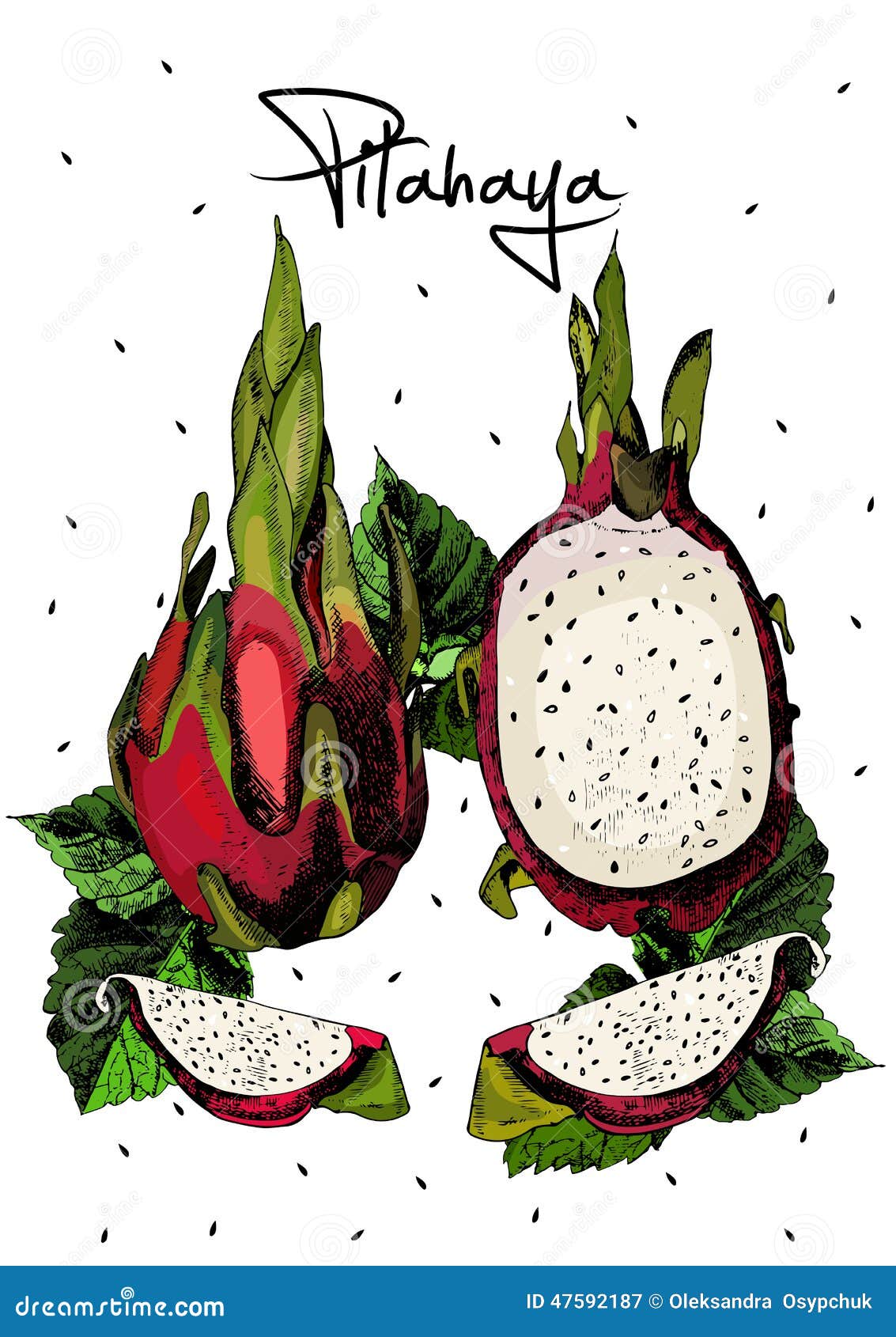 The Fruit Of Pitahaya On A White Background With The Word Pitaya ...
