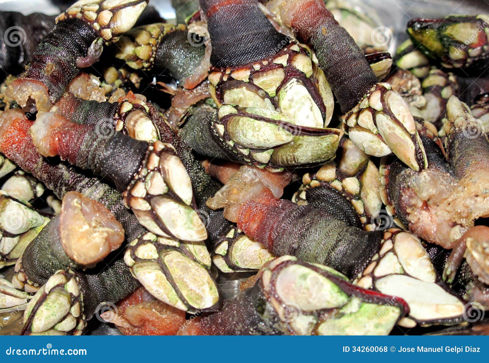 Juicy Galician Barnacles Cooked Stock Photo - Image of life, grab: 34260068