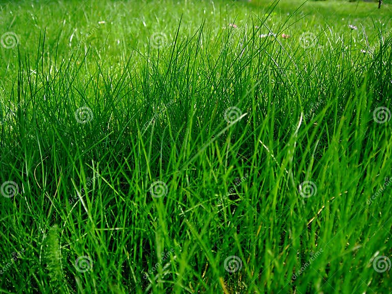 Juicy grass stock image. Image of water, grow, yard, raindrop - 756669