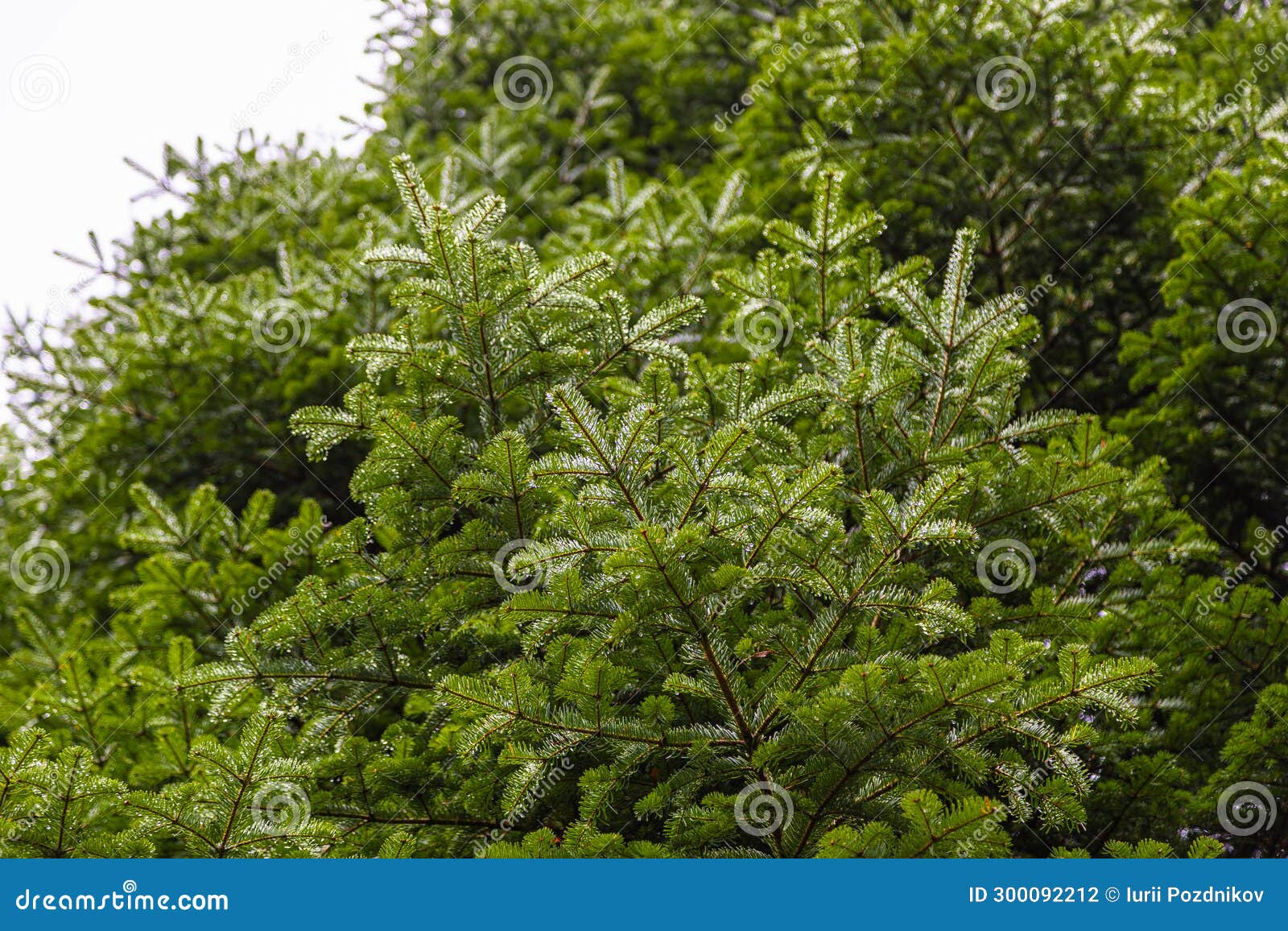 Juicy green branches stock photo. Image of needles, branch - 300092212