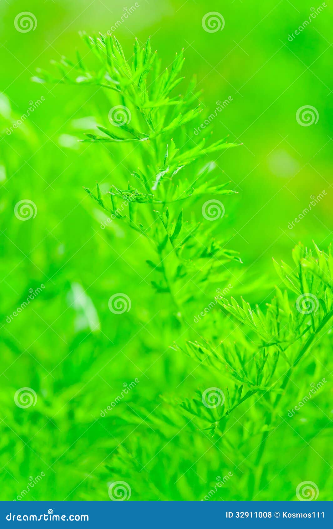 Juicy Green Leaf Dill Close-up Stock Photo - Image of color, closeup ...