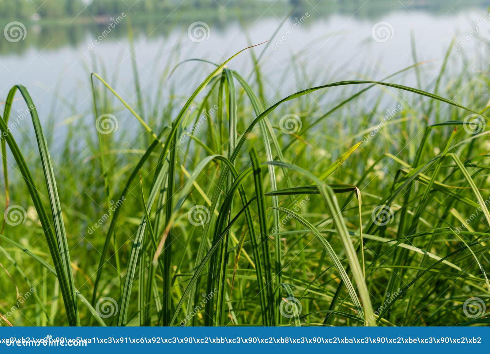 Green Sedge Leaves With Water Drops Close Up View Royalty-Free Stock ...