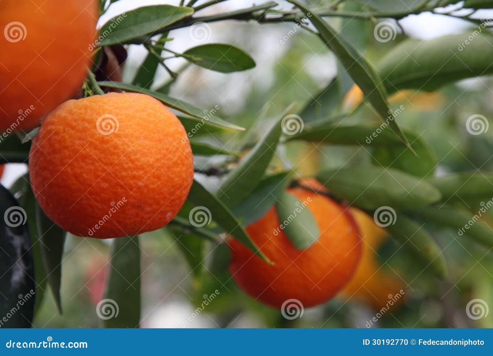 Mediterranean Orange Hung Fruit Trees Stock Photos - Free & Royalty ...