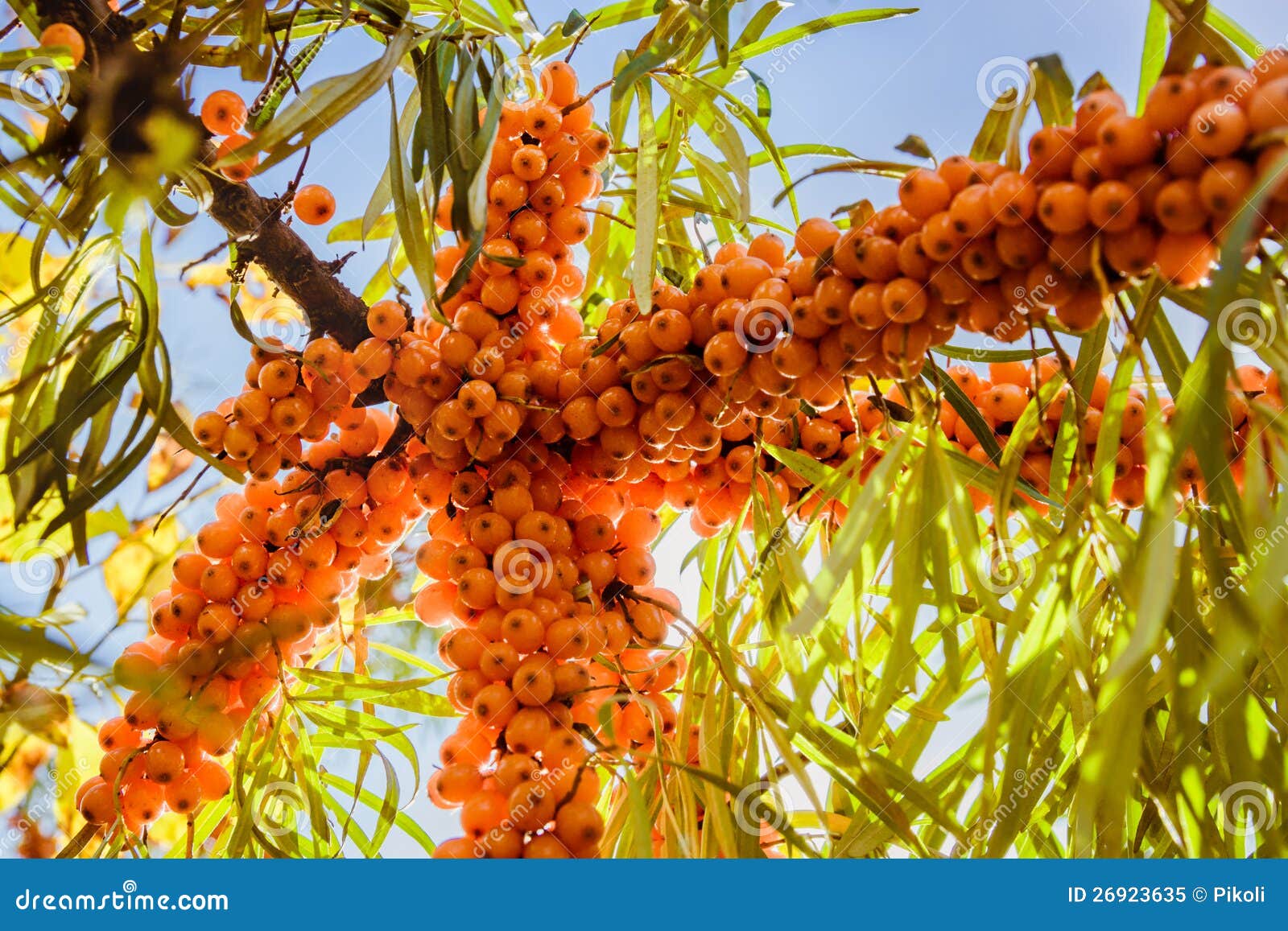 Juicy Orange Buckthorn Berries on Branches in Sun Stock Image - Image ...