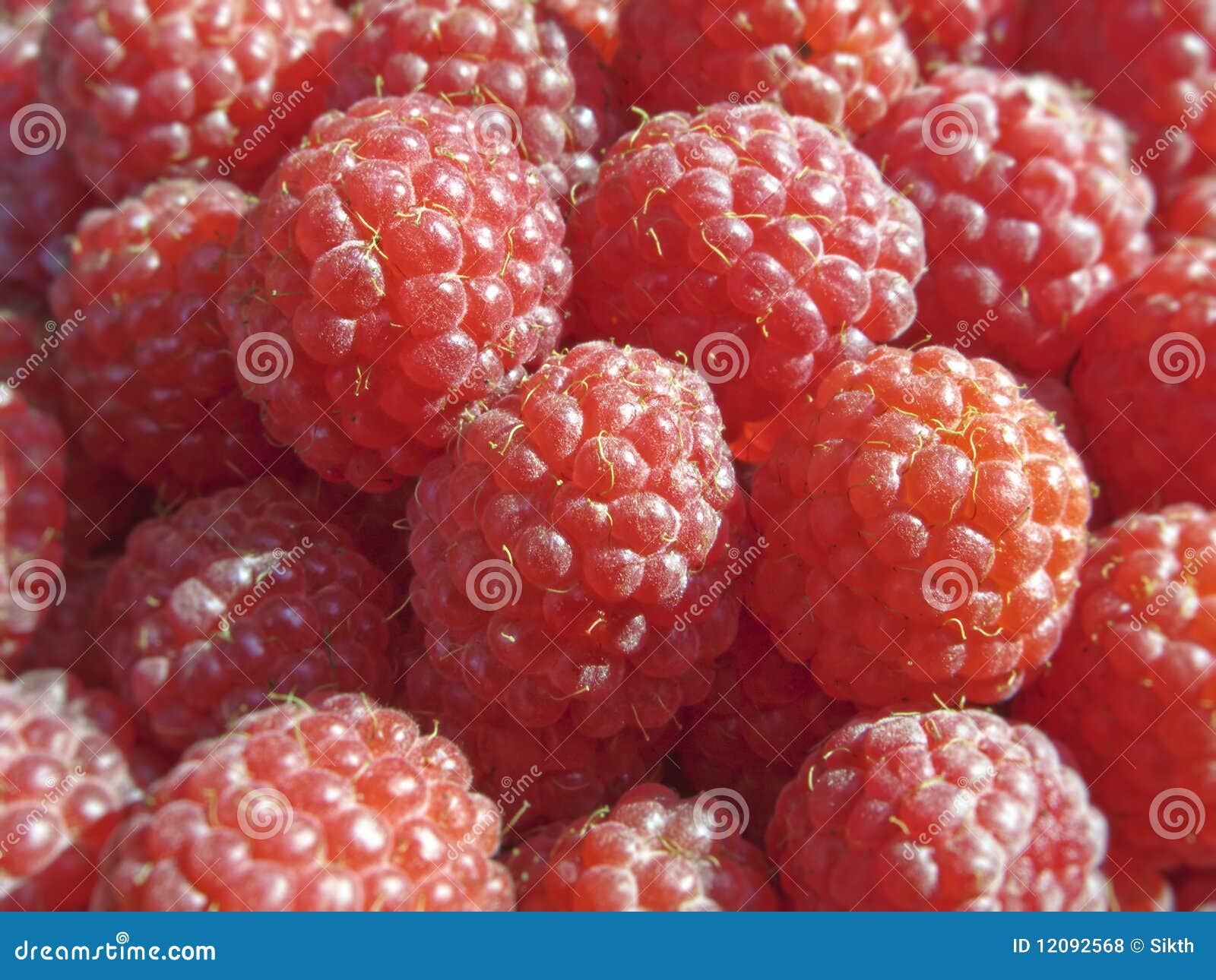 Juicy Raspberries stock photo. Image of lifestyle, fiber - 12092568