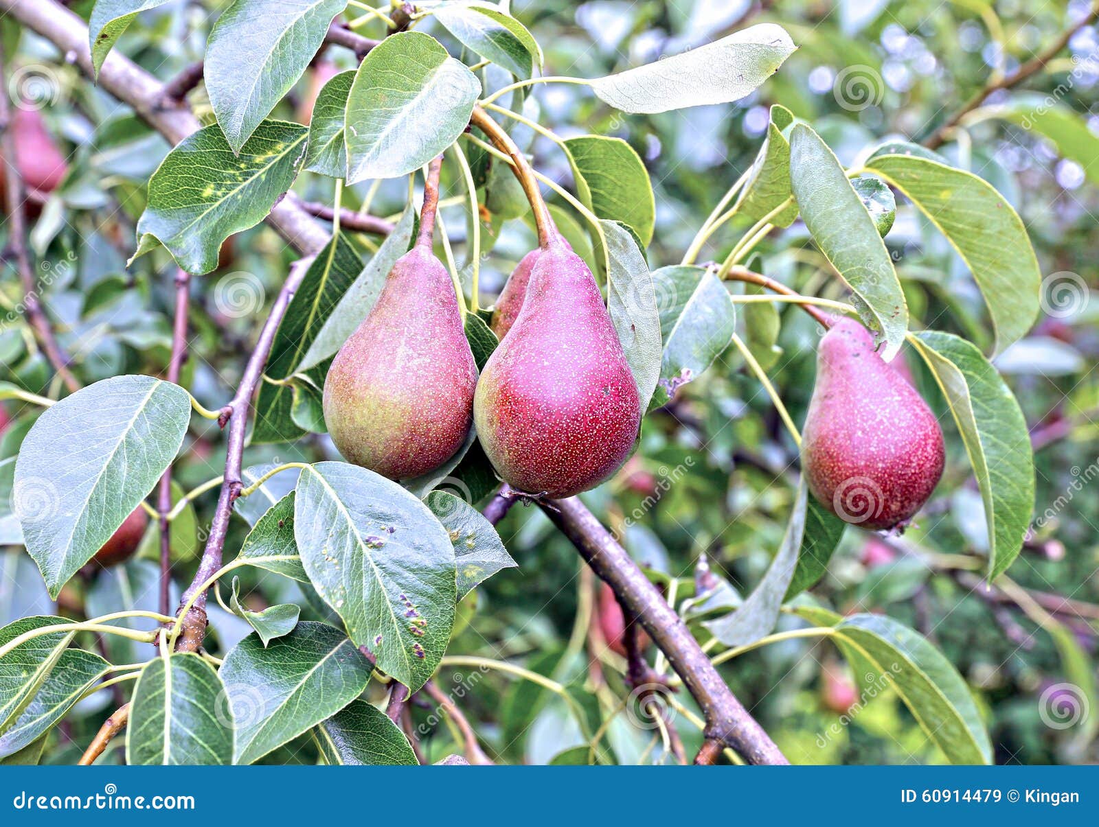 Juicy Red Pears on Branches Stock Image - Image of juicy, pear: 60914479