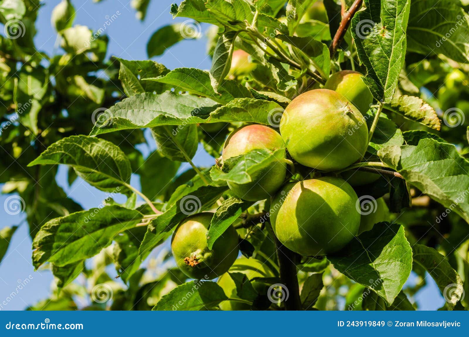 Apple fruits on a tree stock image. Image of eating - 243919849