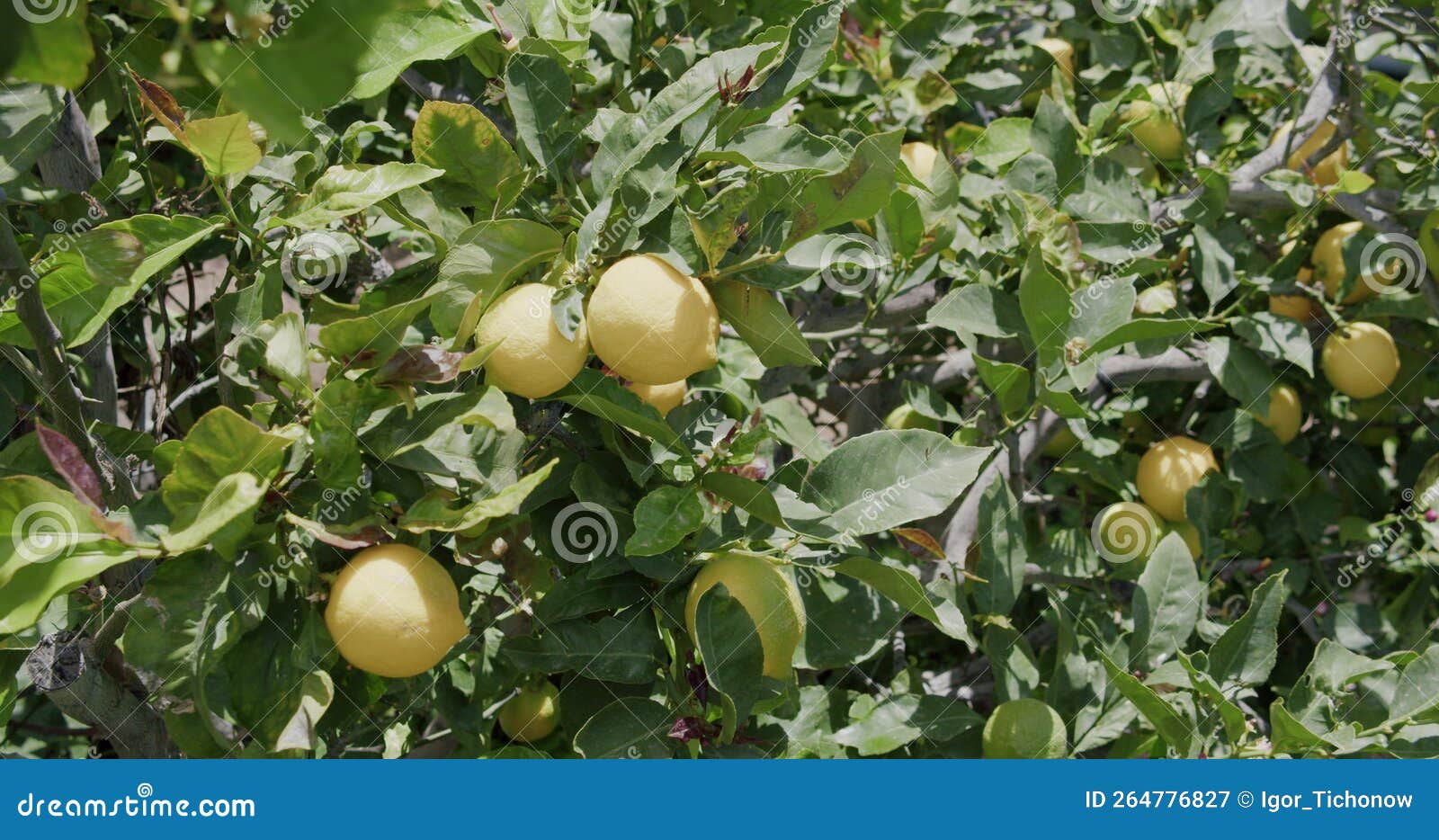 Juicy Ripe Lemons on a Tree in the Wild Stock Image - Image of gorge ...