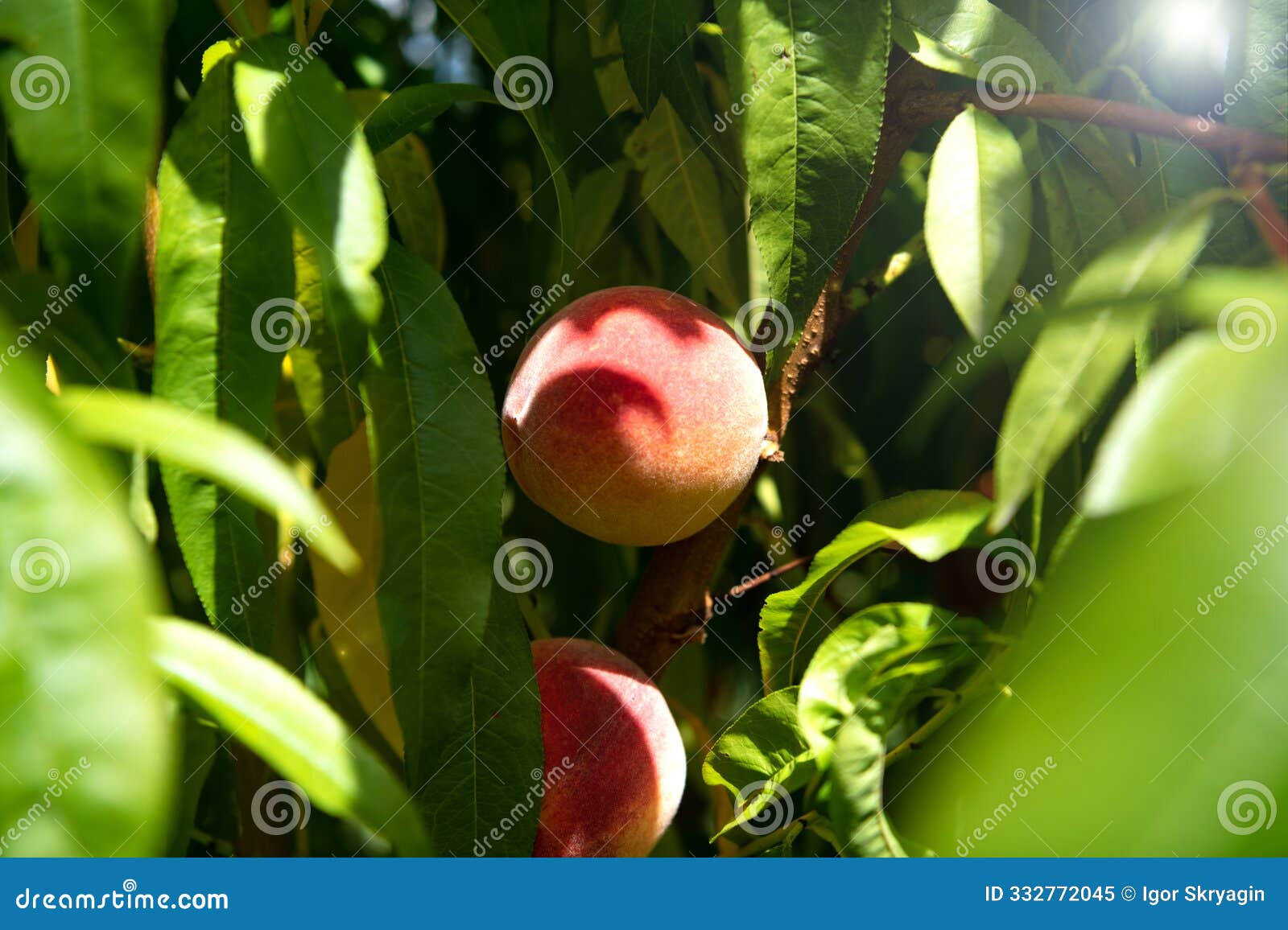 Juicy Ripe Peaches on a Peach Tree in the Rays of the Afternoon Sun ...