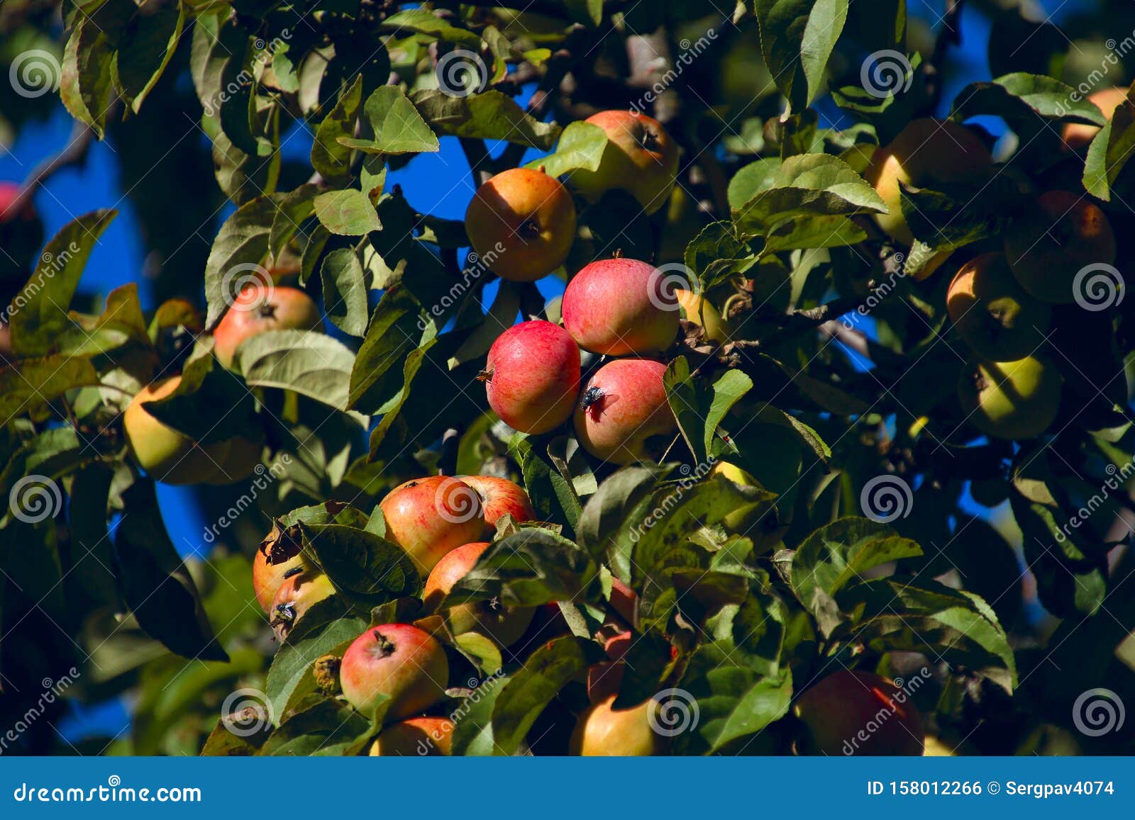 Ripe Apples on the Apple Tree Stock Photo - Image of focus, delicious ...