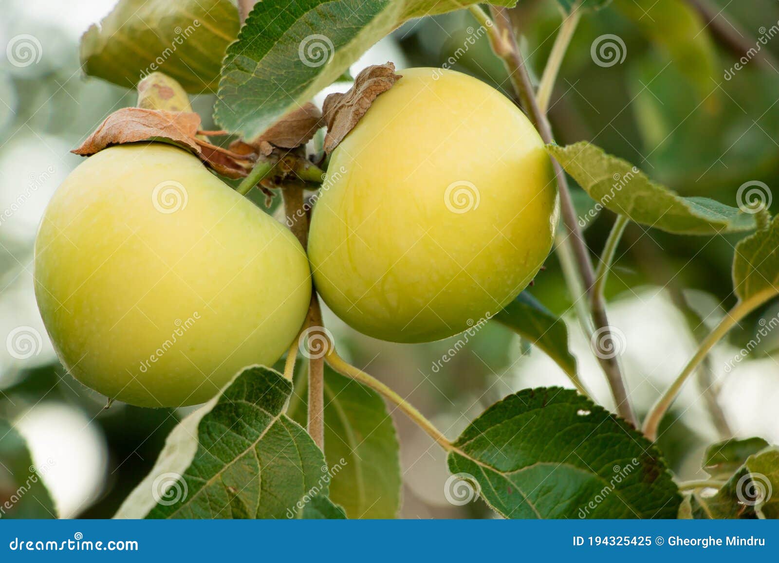 Juicy White Apples in the Tree. Benefits of Apples Stock Image - Image ...