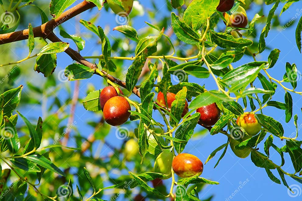 Jujube stock image. Image of healthy, nature, dates, agriculture - 22598163