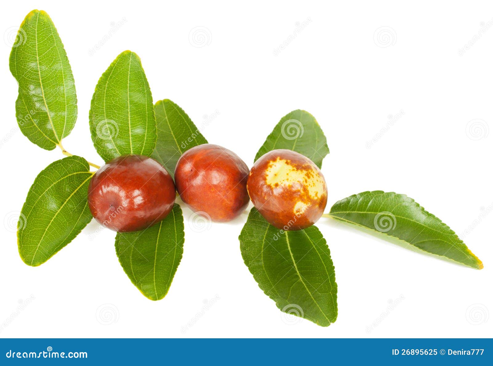 Jujube stock image. Image of twig, date, leaf, chinese - 26895625