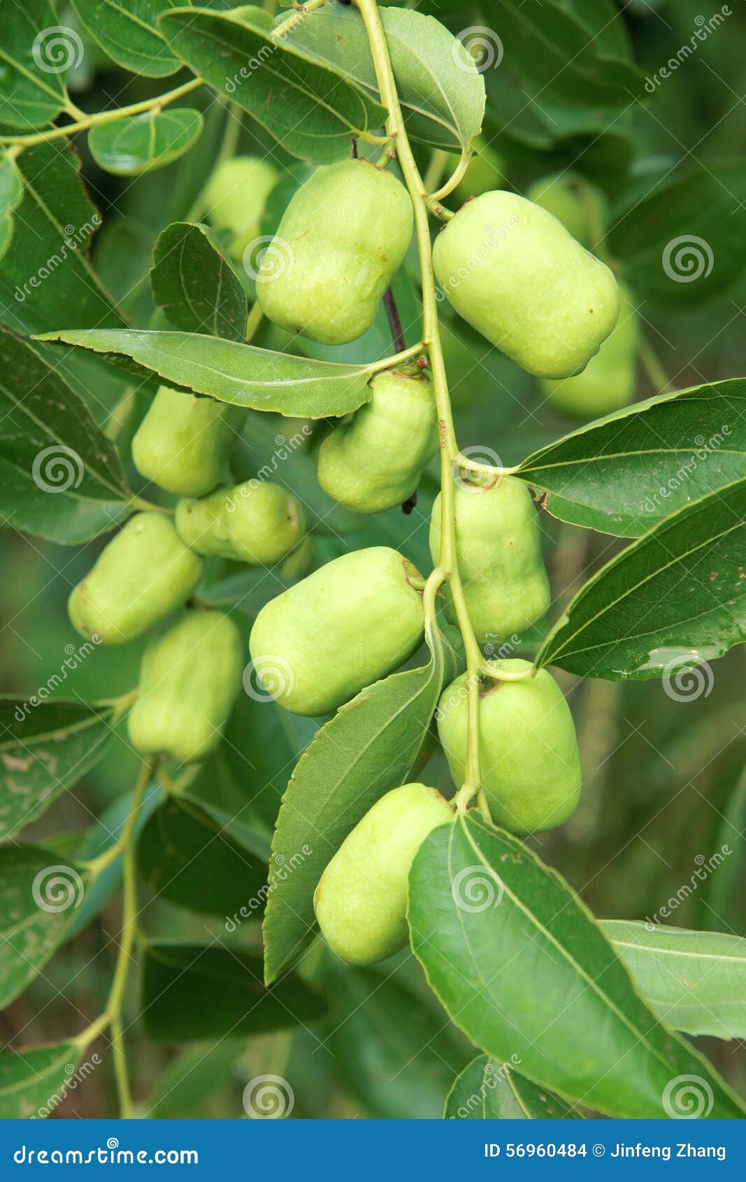 Jujube arkivfoto. Bild av stänga, kines, rudimentärt - 56960484