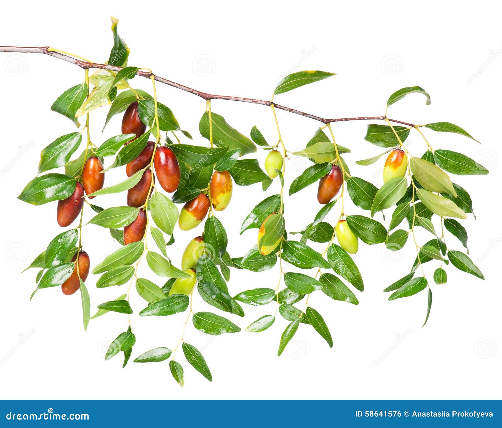 Jujube fruit stock photo. Image of herb, food, brown - 58641576
