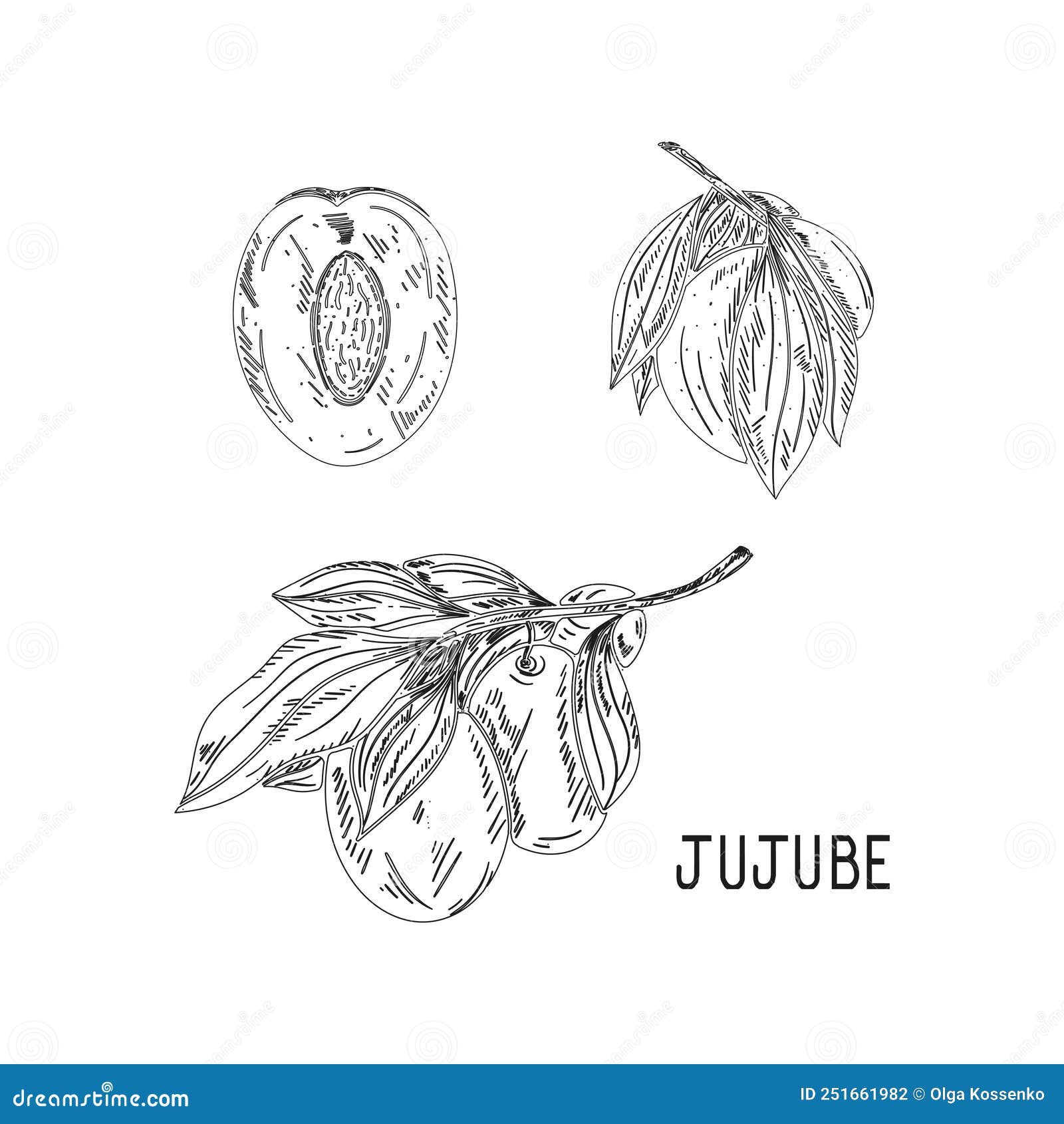Jujube Logo. Isolated Jujube On White Background Vector Illustration ...