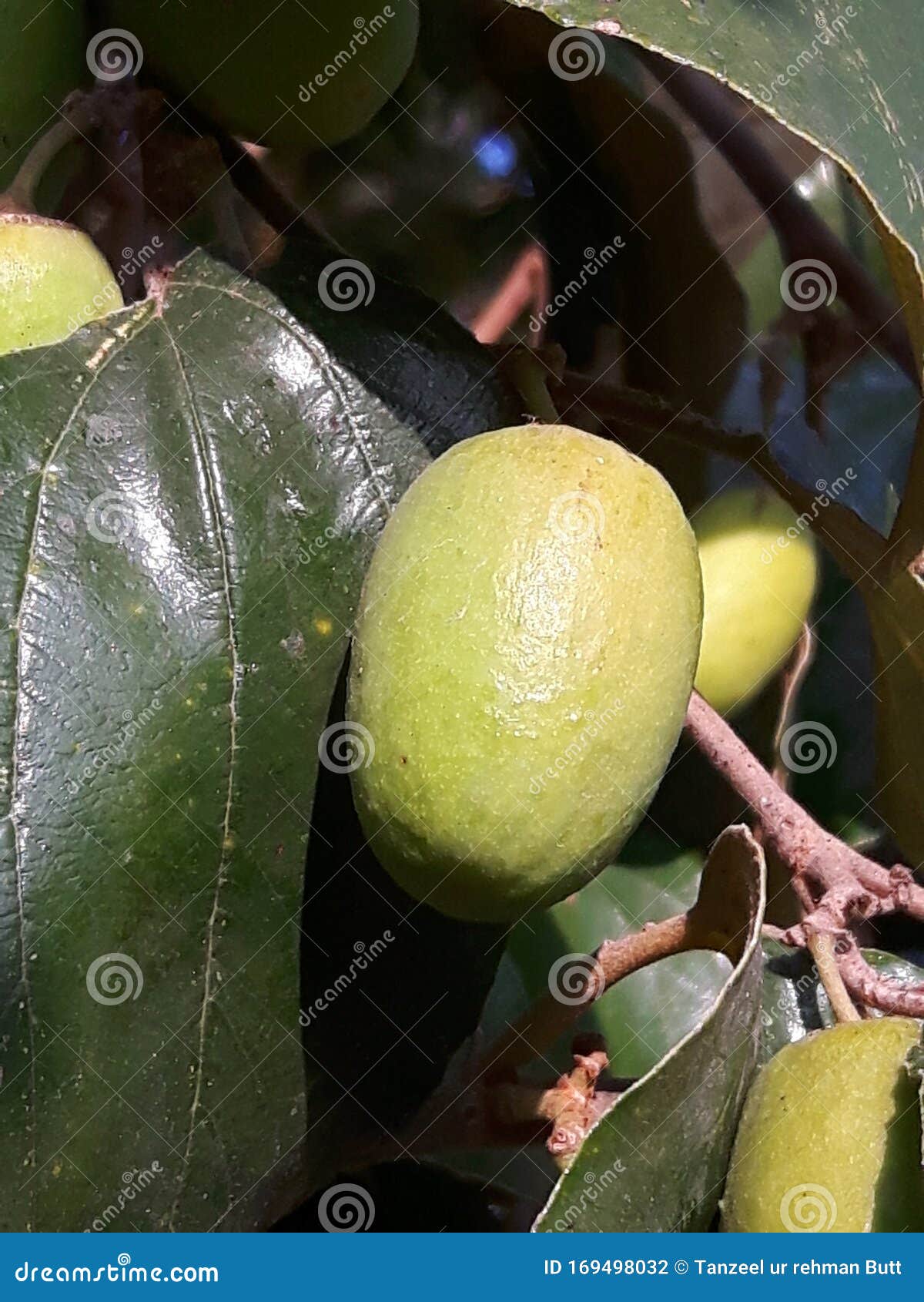 Jujube fruit tree stock photo. Image of garden, jujube - 169498032