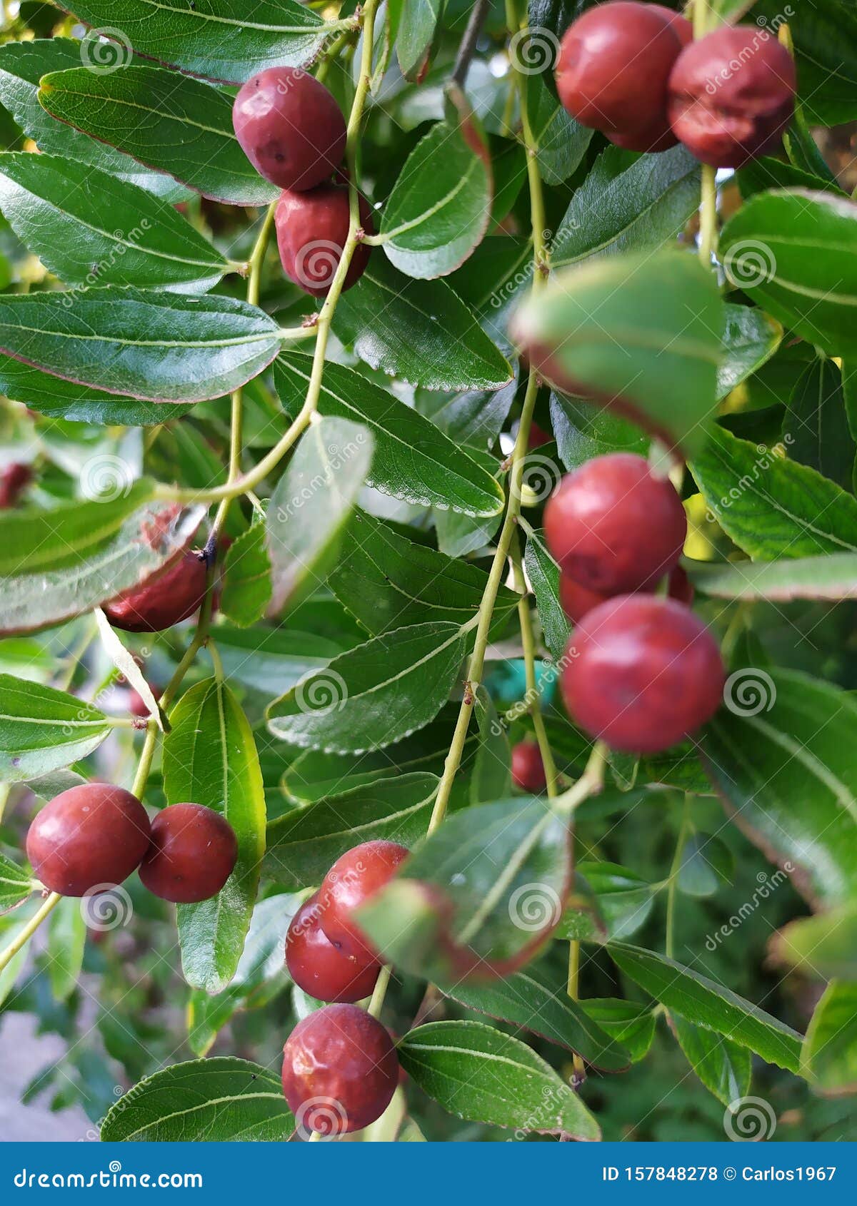 Jujube fruit in the tree stock photo. Image of jujube - 157848278