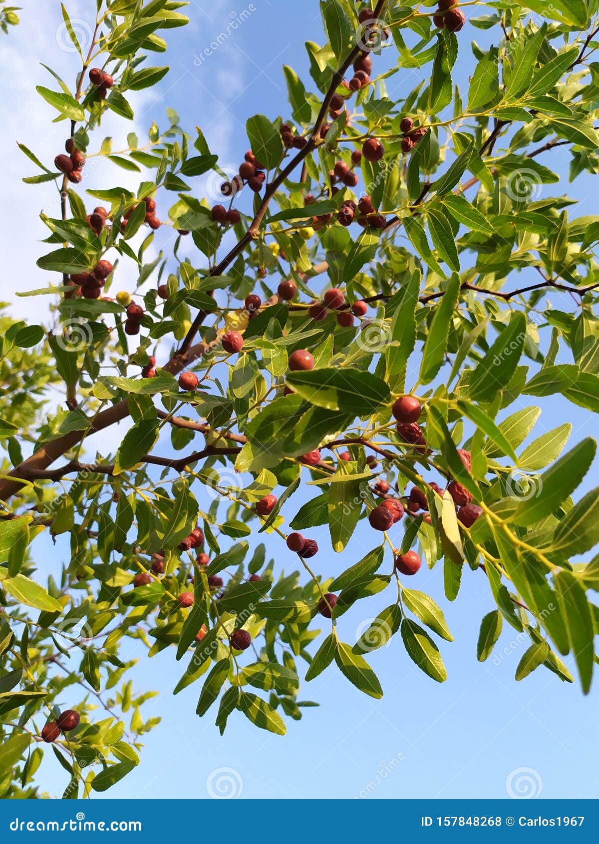 Jujube fruit in the tree stock photo. Image of tree - 157848268