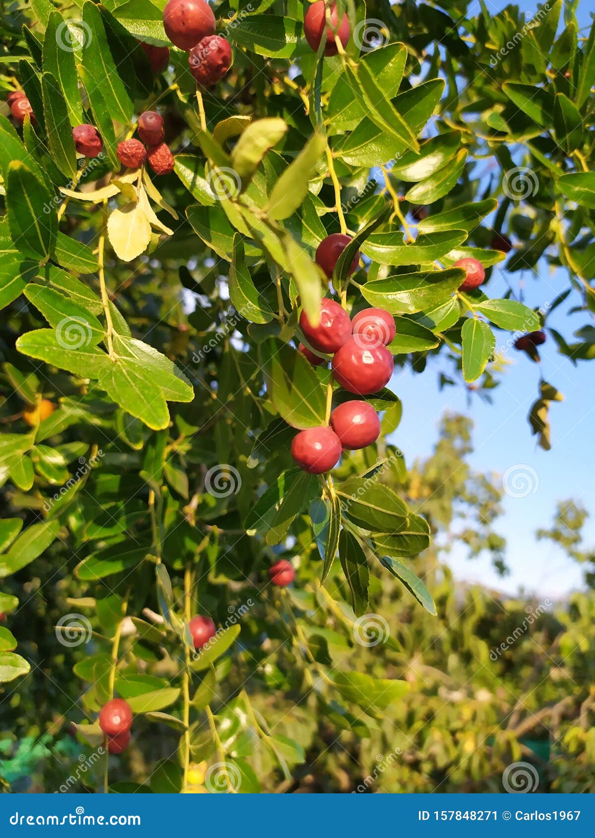 Jujube fruit in the tree stock image. Image of tree - 157848271