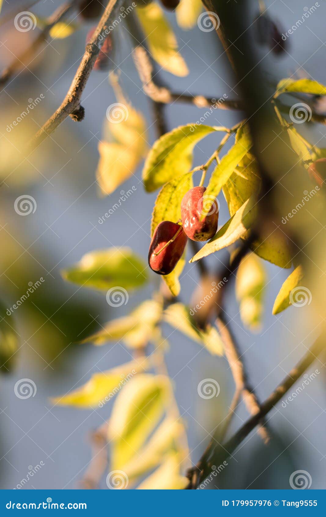 Jujube Fruit on Trees in the Sun Stock Photo - Image of flora, summer ...