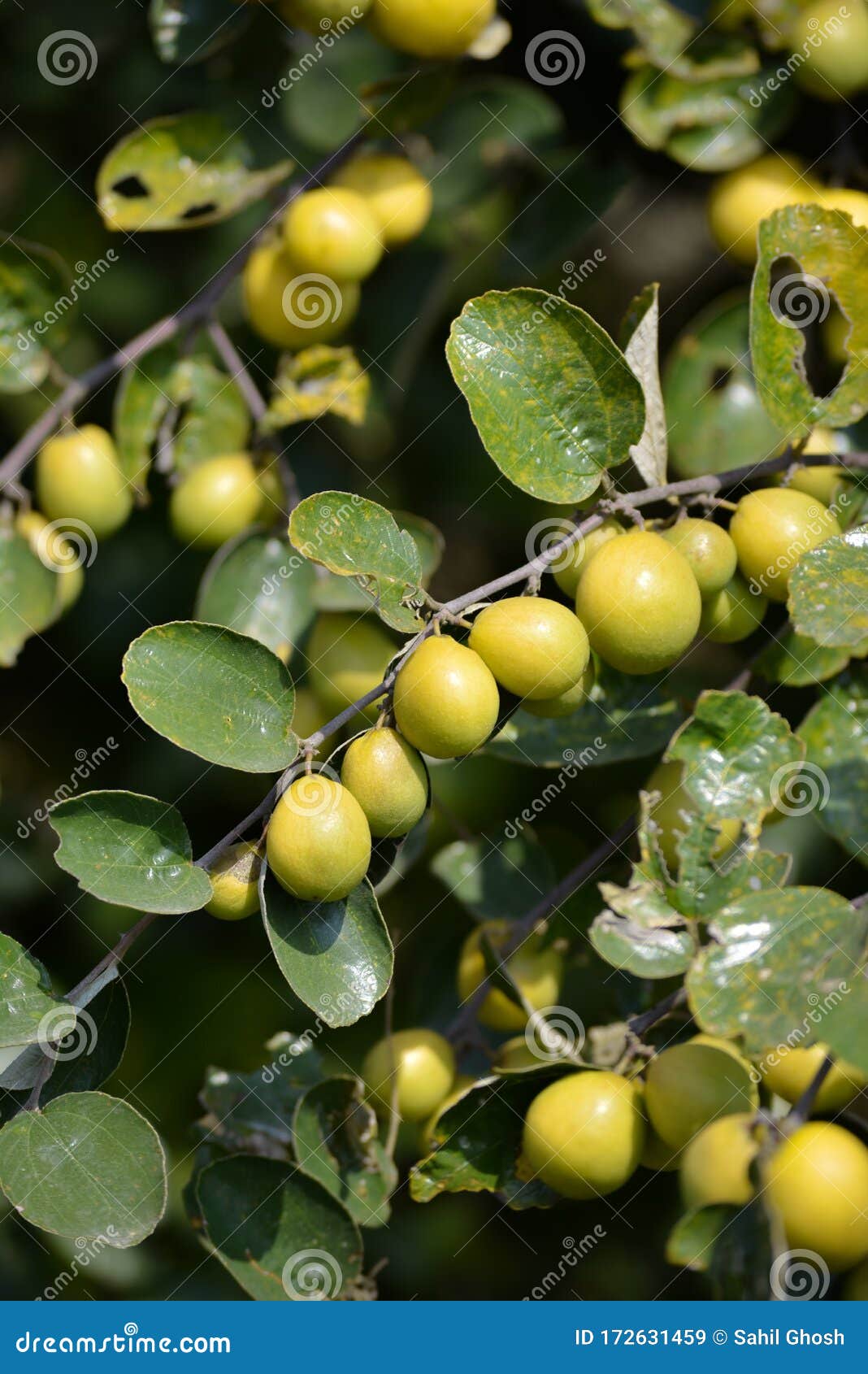 Jujube. stock image. Image of farm, mauritiana, homeopathy - 172631459