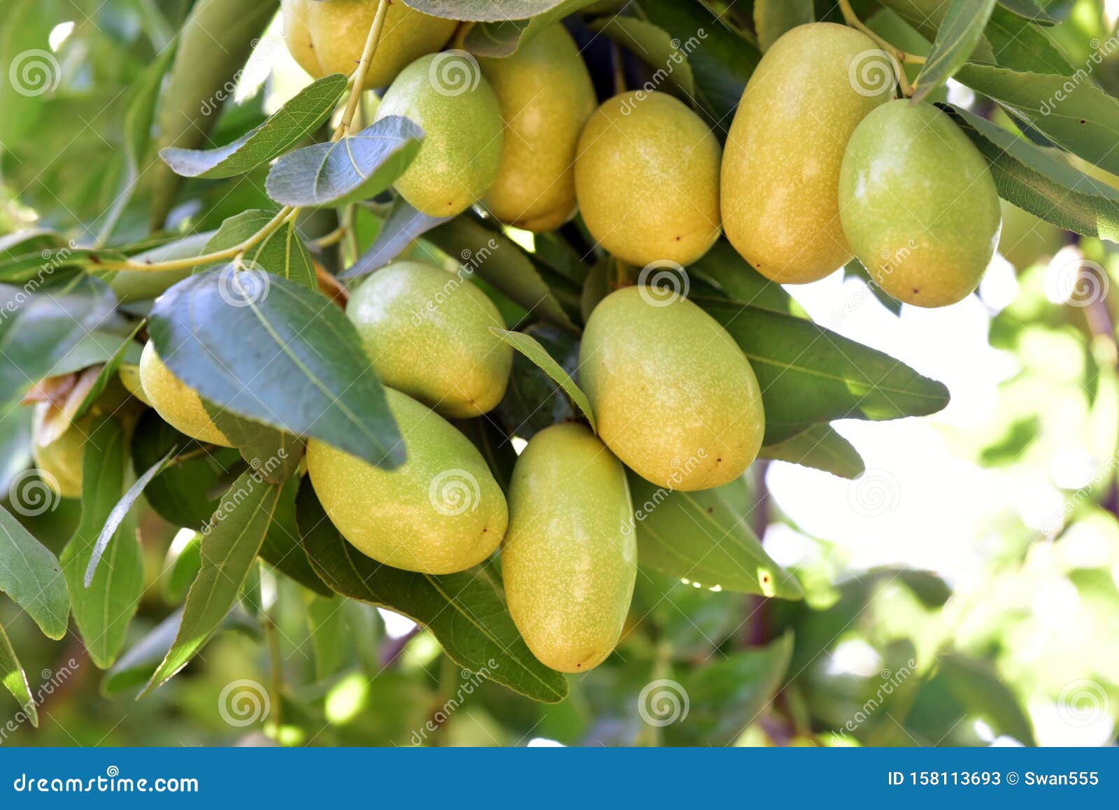 Jujube jojoba plant tree stock image. Image of industrial - 158113693