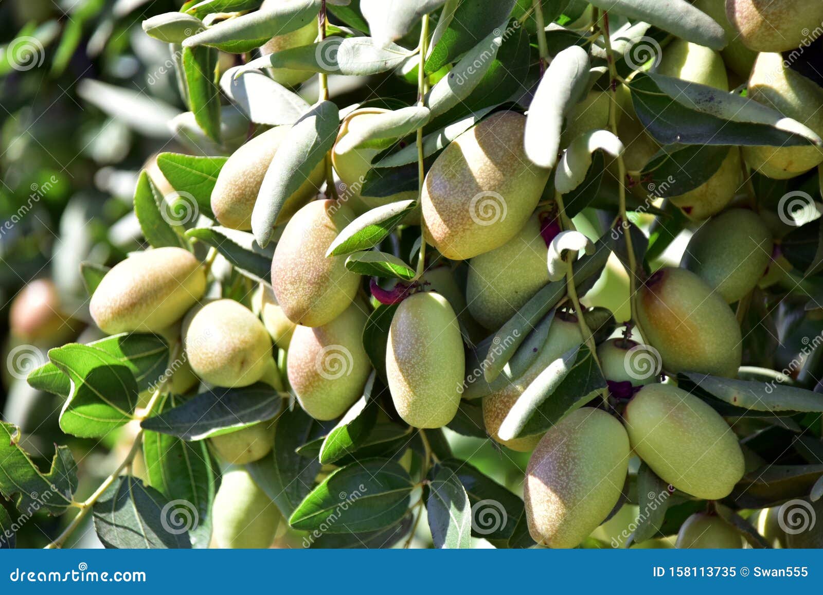 Jujube jojoba plant tree stock image. Image of bush - 158113735