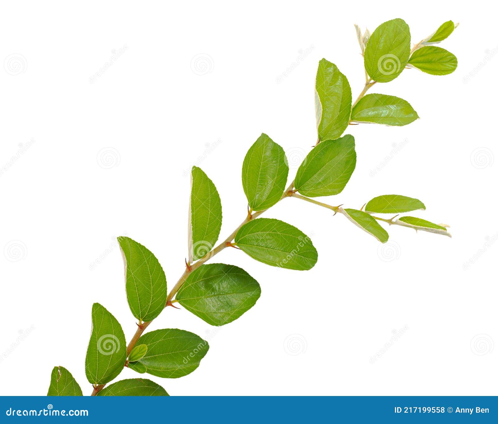 Jujube Leaf Isolated on White Background Stock Photo - Image of berry ...