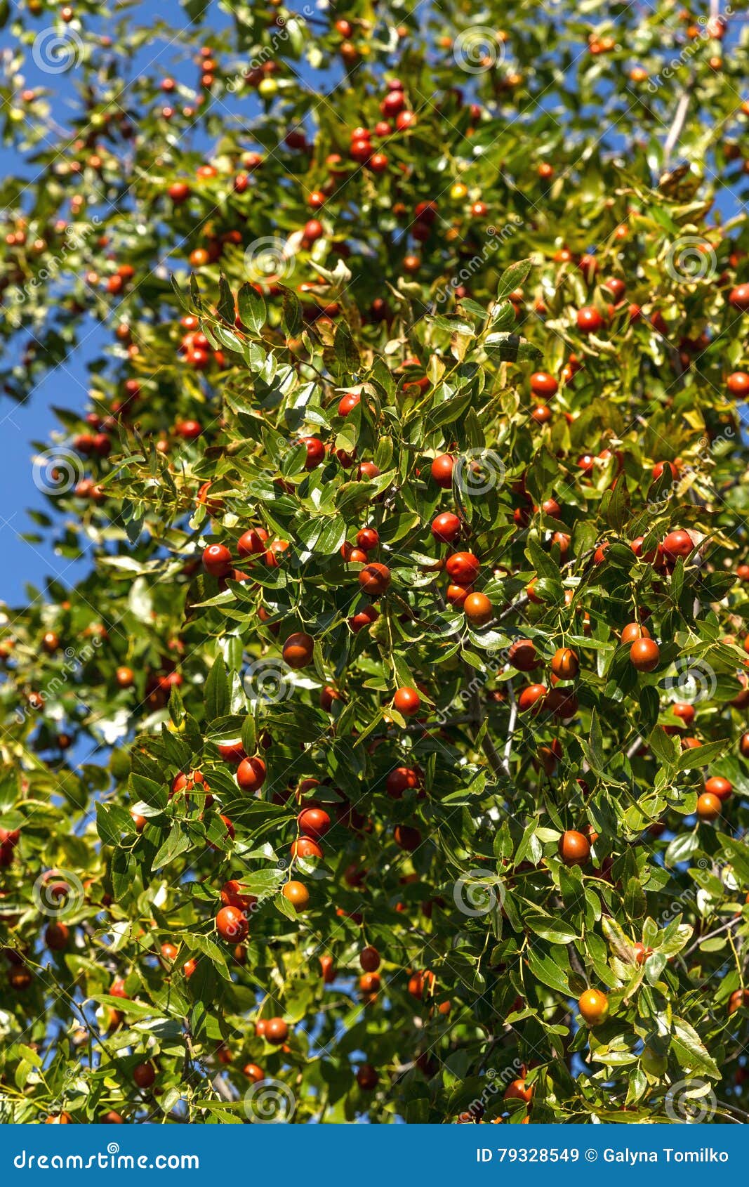 Jujube Rich Harvest on a Tree Stock Image - Image of glossy, jujube ...
