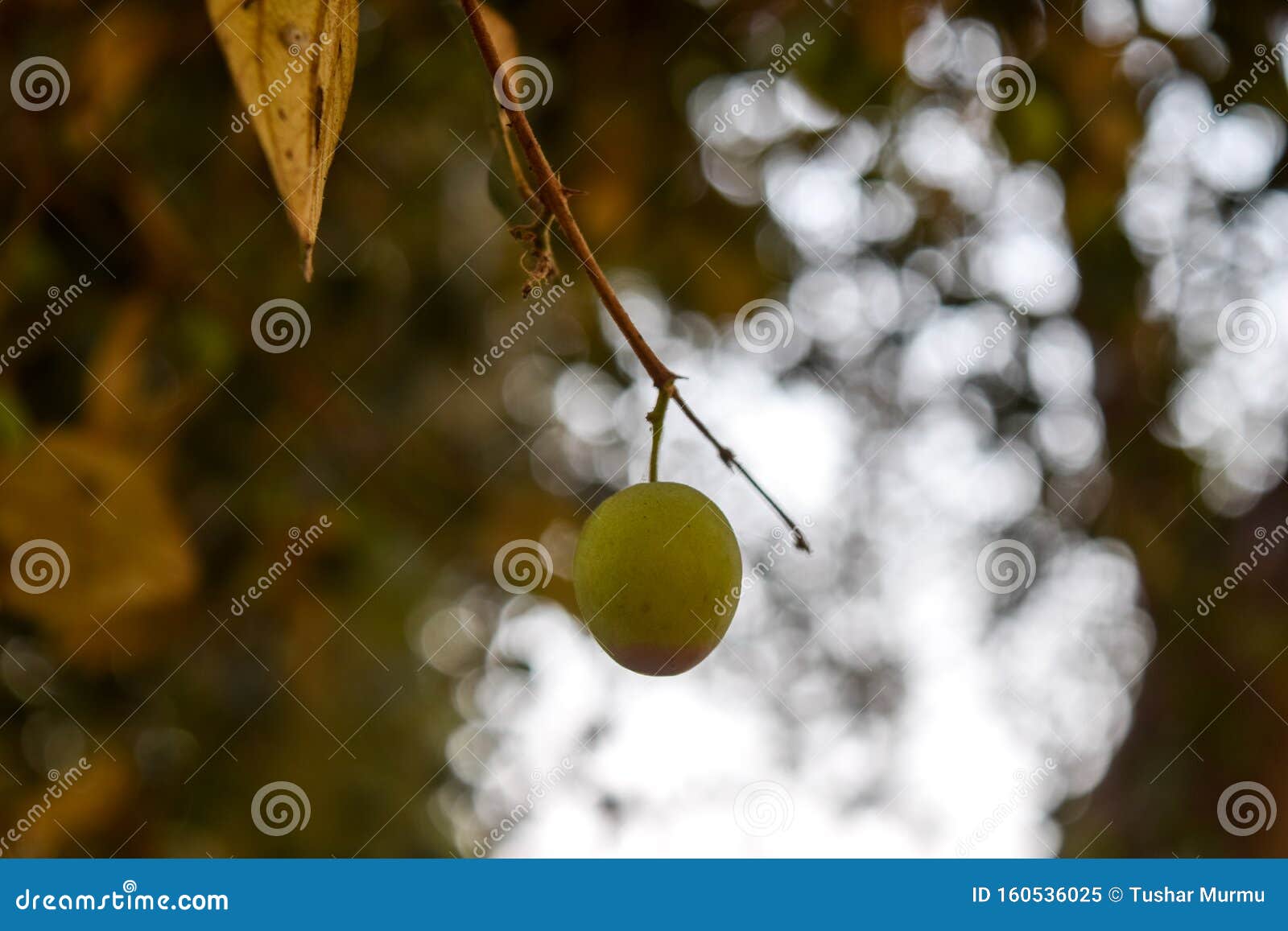 Jujube stock image. Image of jujubes, round, health - 160536025