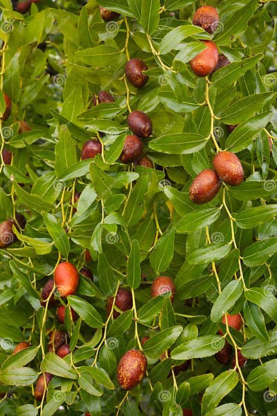 Jujube tree stock photo. Image of leaf, dieting, grow - 17014328