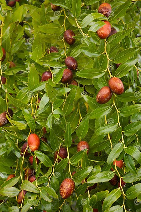 Jujube tree stock photo. Image of leaf, dieting, grow - 17014328