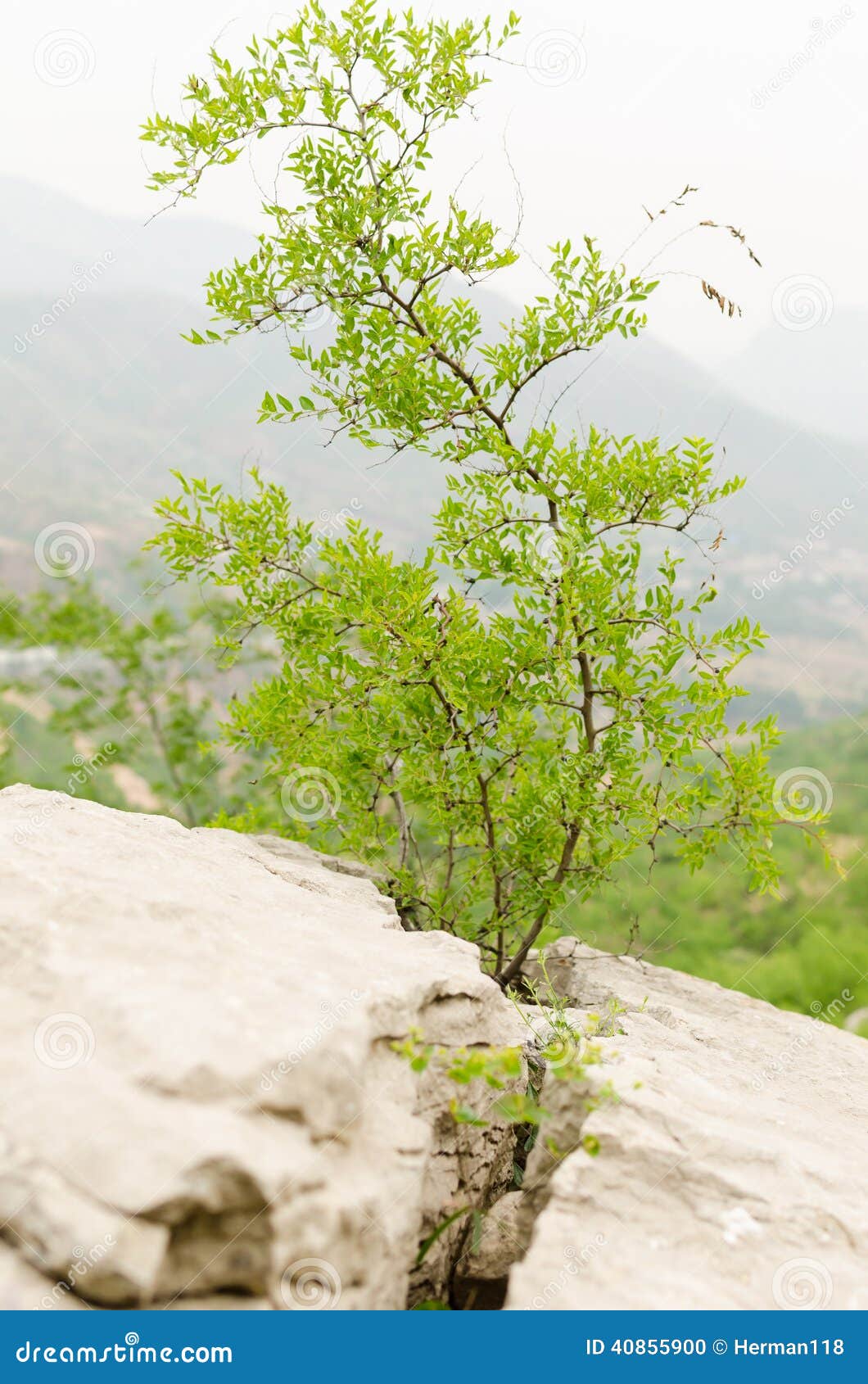 The Jujube Tree Grows in Crevices Stock Photo - Image of abstract, seam ...