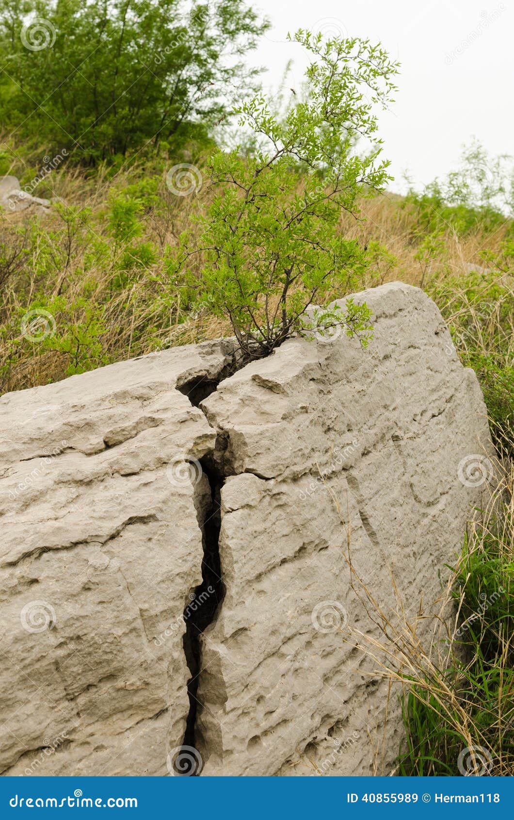 The Jujube Tree Grows in Crevices Stock Image - Image of power, jujube ...