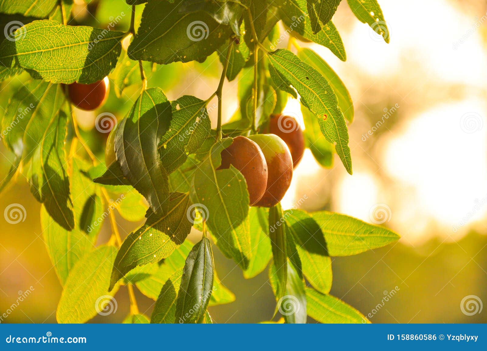 Jujube tree stock photo. Image of growing, nature, pattern - 158860586