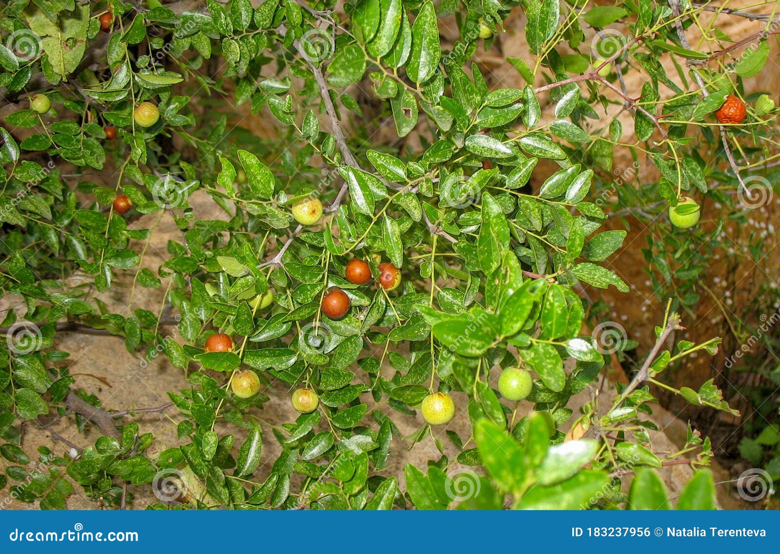 Jujubes - Chinese Dates on a Branch of Jujube Tree Stock Photo - Image ...