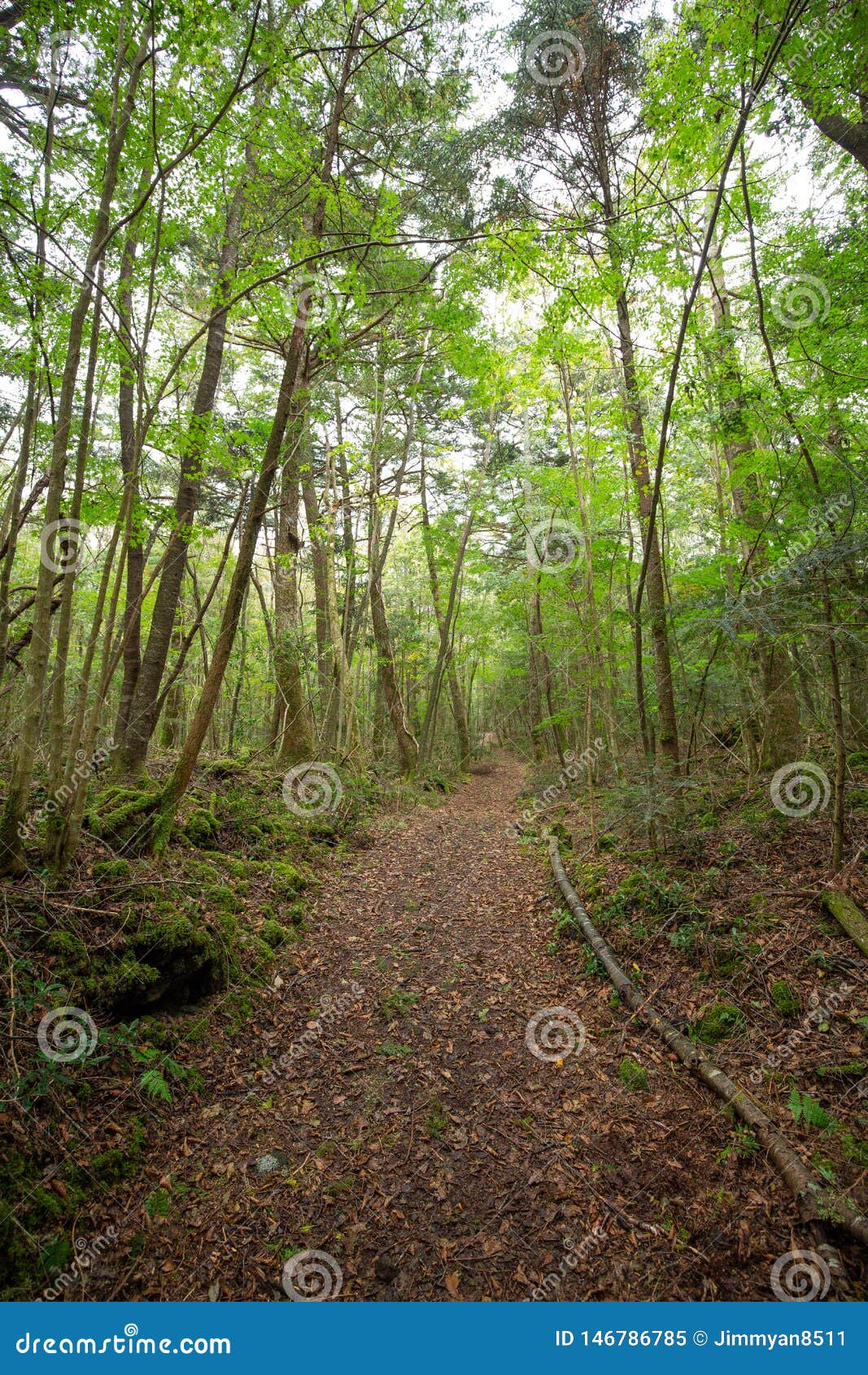 Jukai stock image. Image of wood, tree, aokigahara, tourism - 146786785