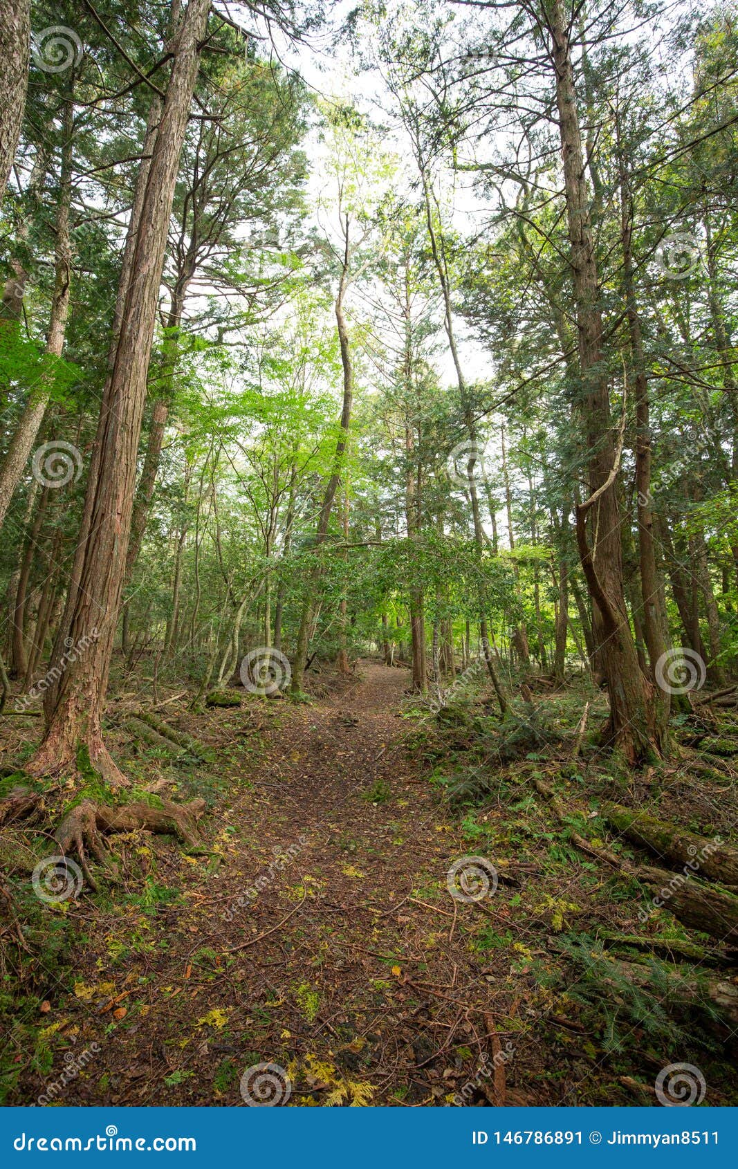Jukai stock image. Image of yamanashi, tree, park, green - 146786891