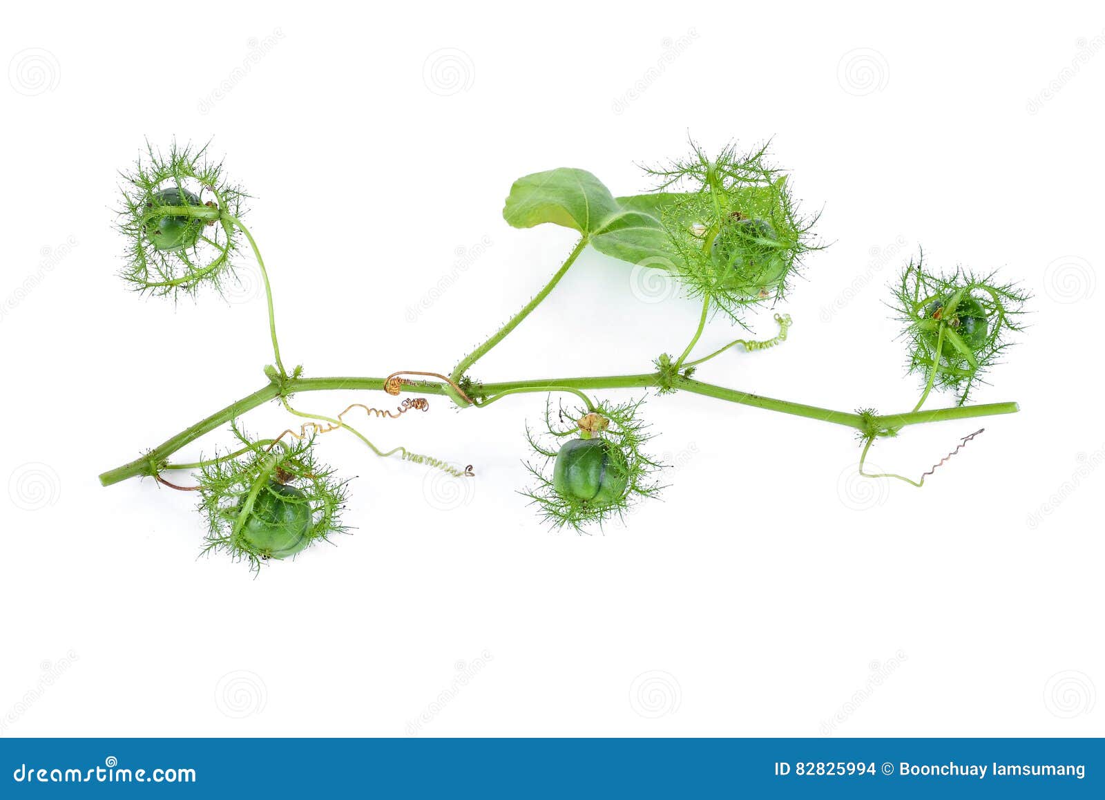 Pillories Stock Photos - Free & Royalty-Free Stock Photos from Dreamstime