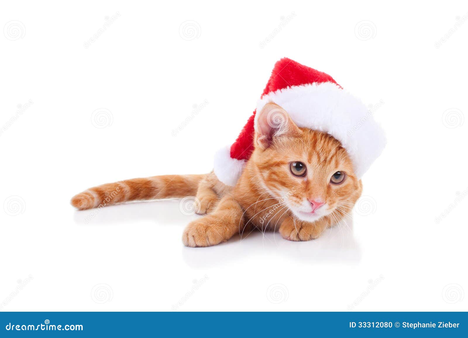Jul Santa Cat arkivfoto. Bild av angus, festligt, lock - 33312080