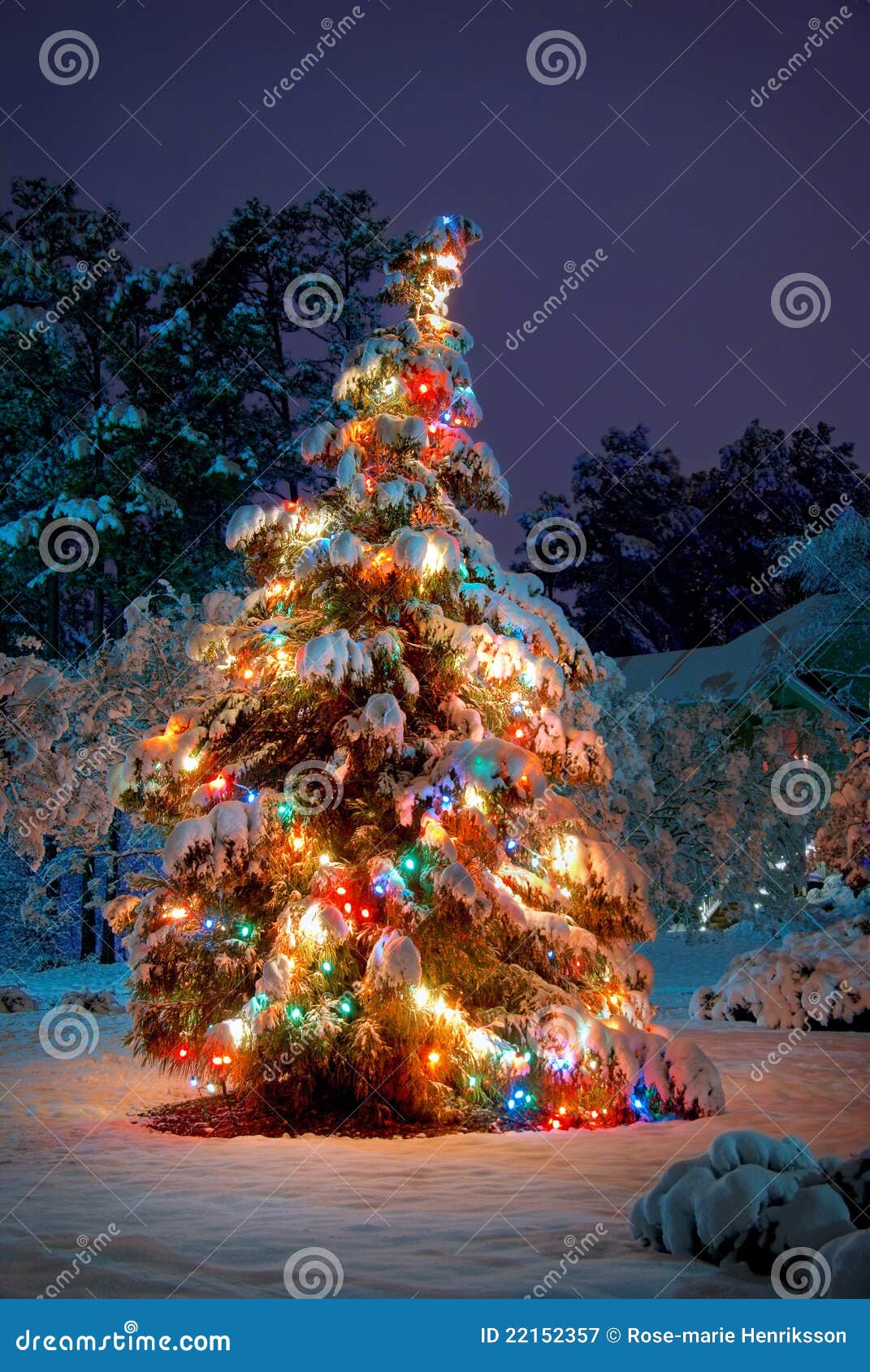 Julgran fotografering för bildbyråer. Bild av inget, vertikalt - 22152357